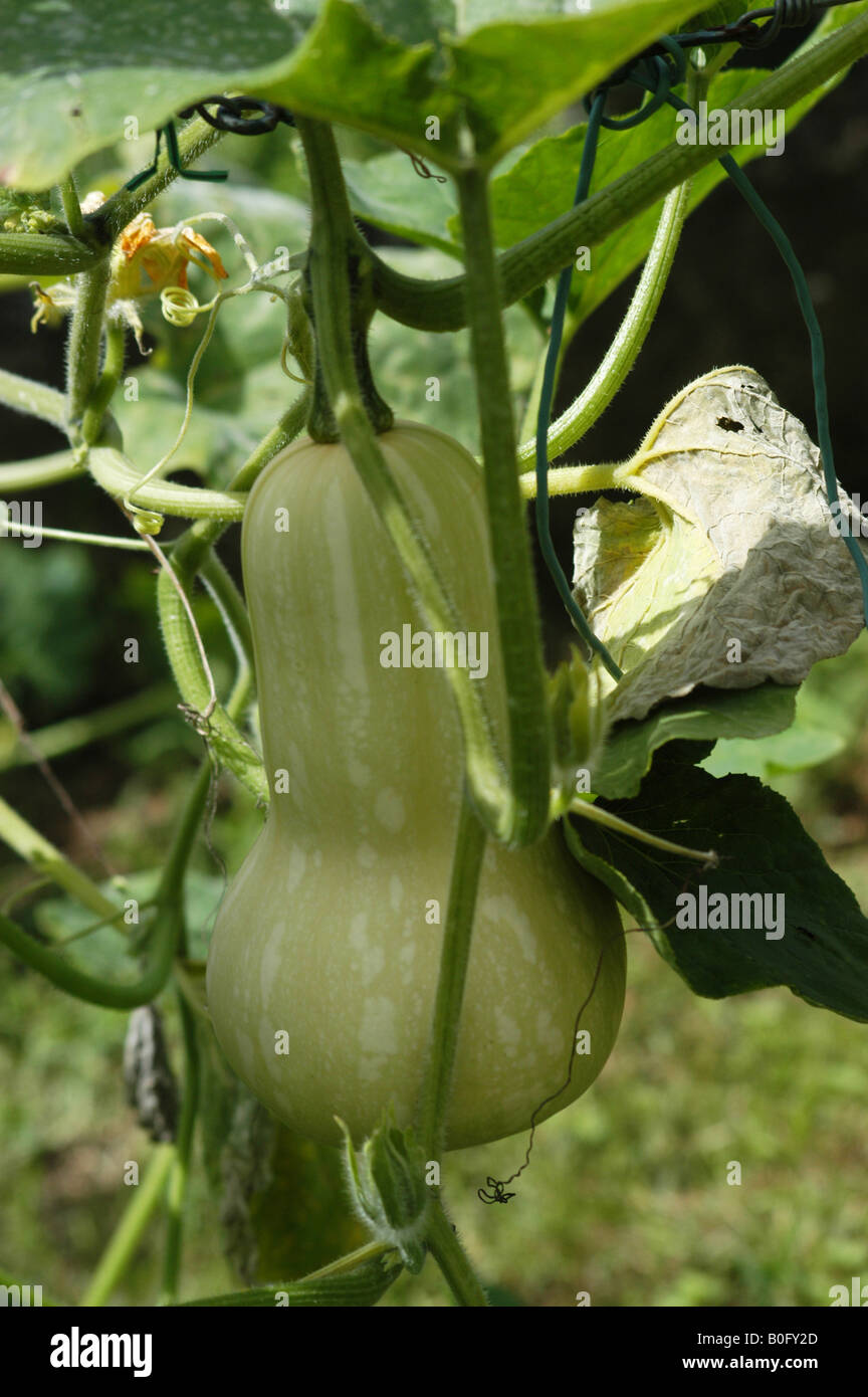 Cucurbita maxima Pumpkin Zucca Stock Photo - Alamy