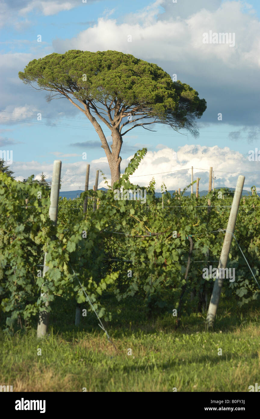 Tricesimo hi-res stock photography and images - Alamy