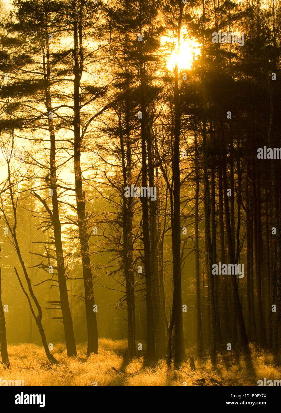 Breaking through trees hi-res stock photography and images - Alamy