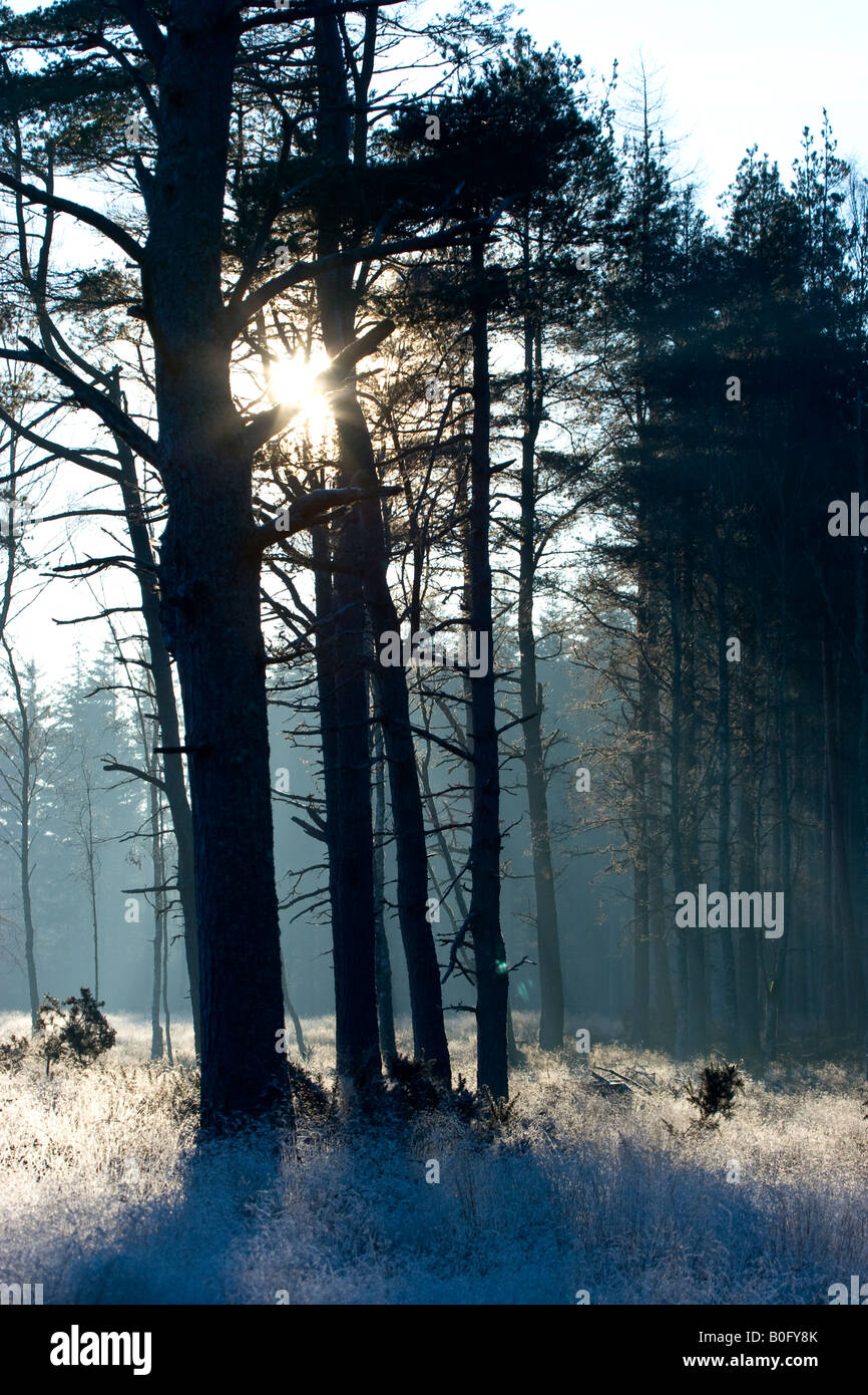 Sun breaking through trees in frost Stock Photo - Alamy