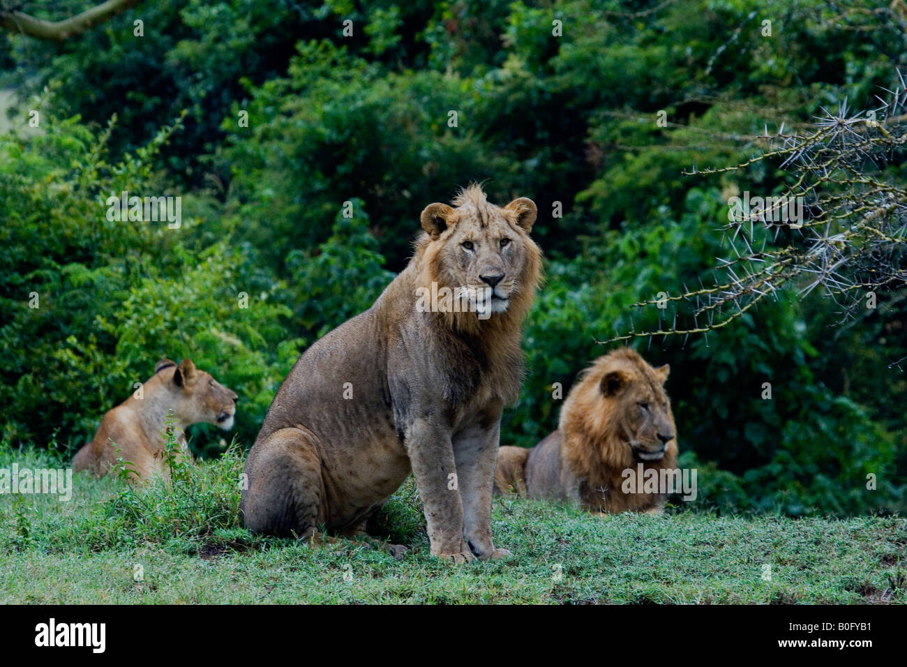 YOUNG MALE LIONS IN RAIN Stock Photo - Alamy