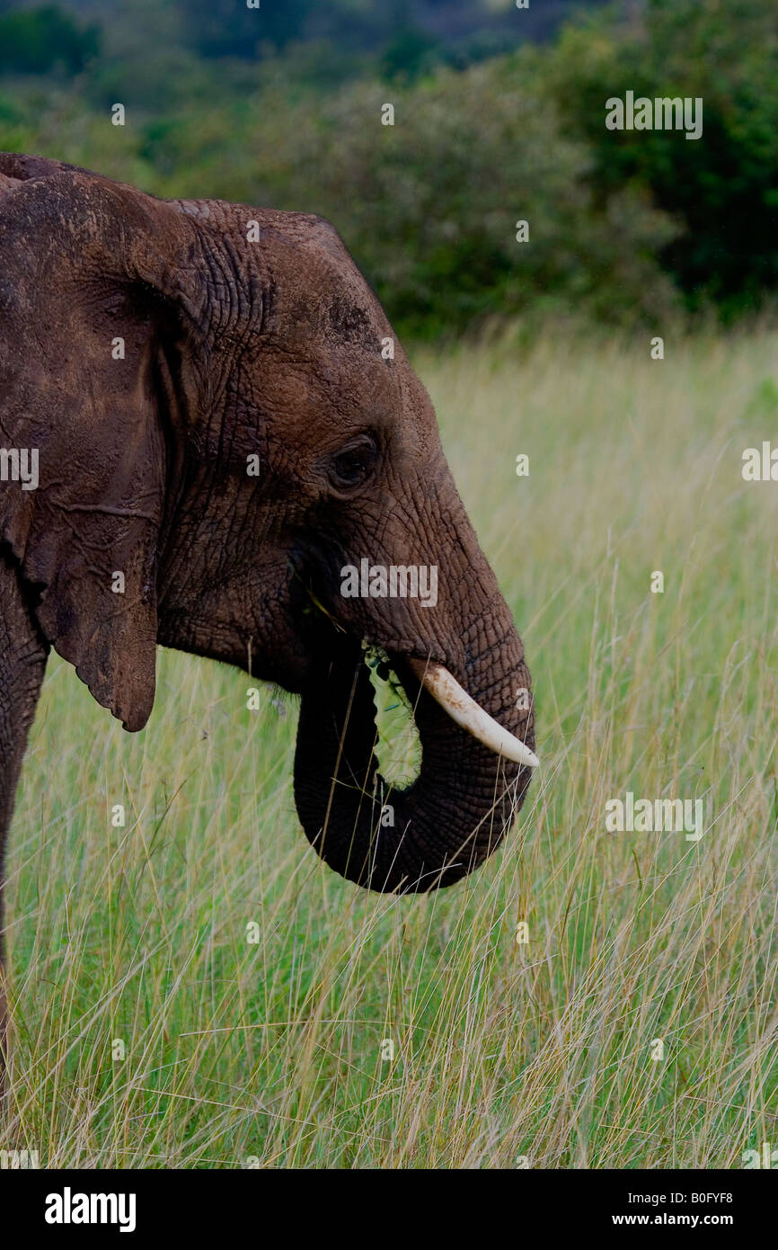 AFRICAN ELEPHANT HEADSHOT Stock Photo - Alamy
