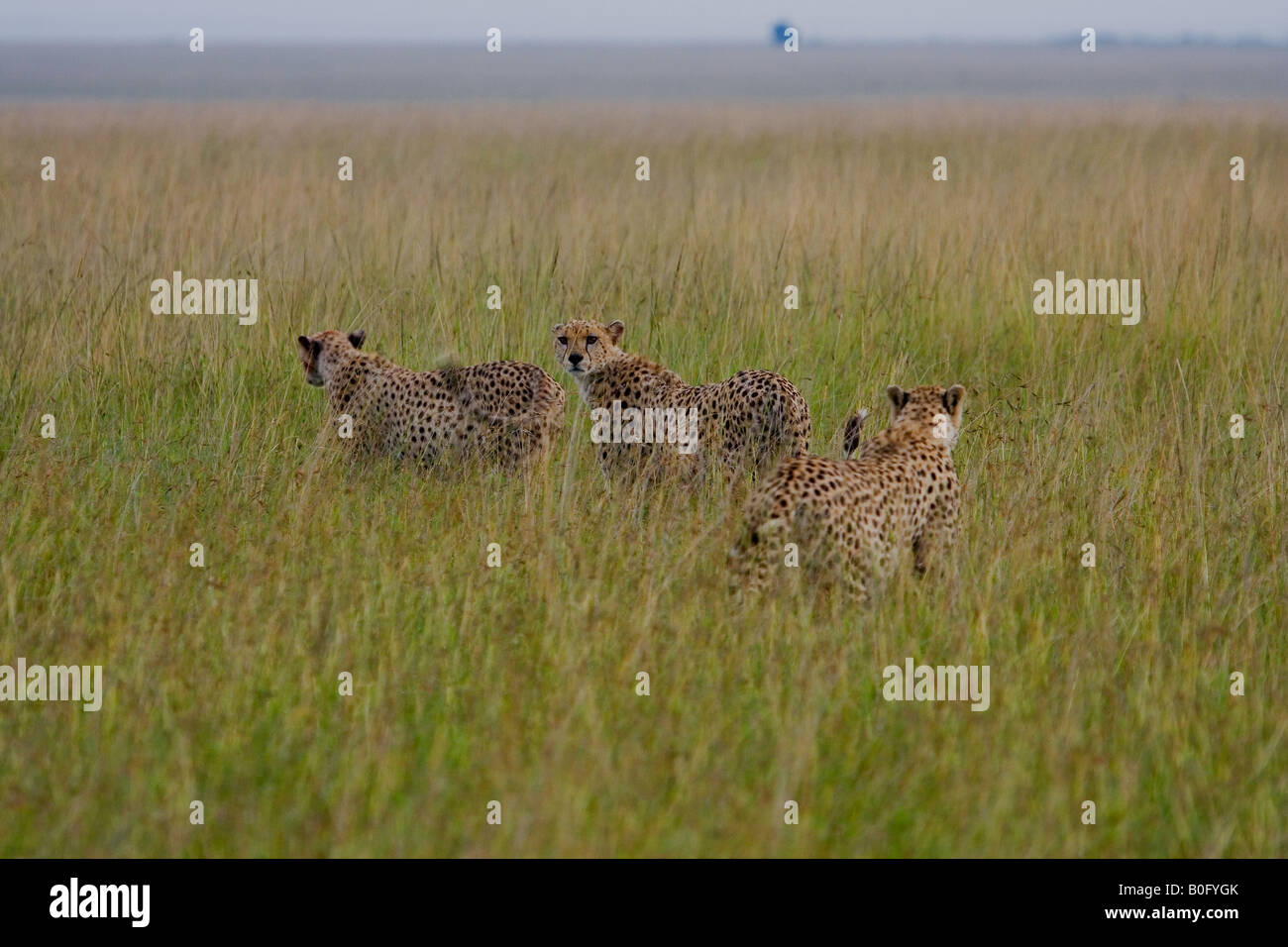 Savanah cheetah hi-res stock photography and images - Alamy