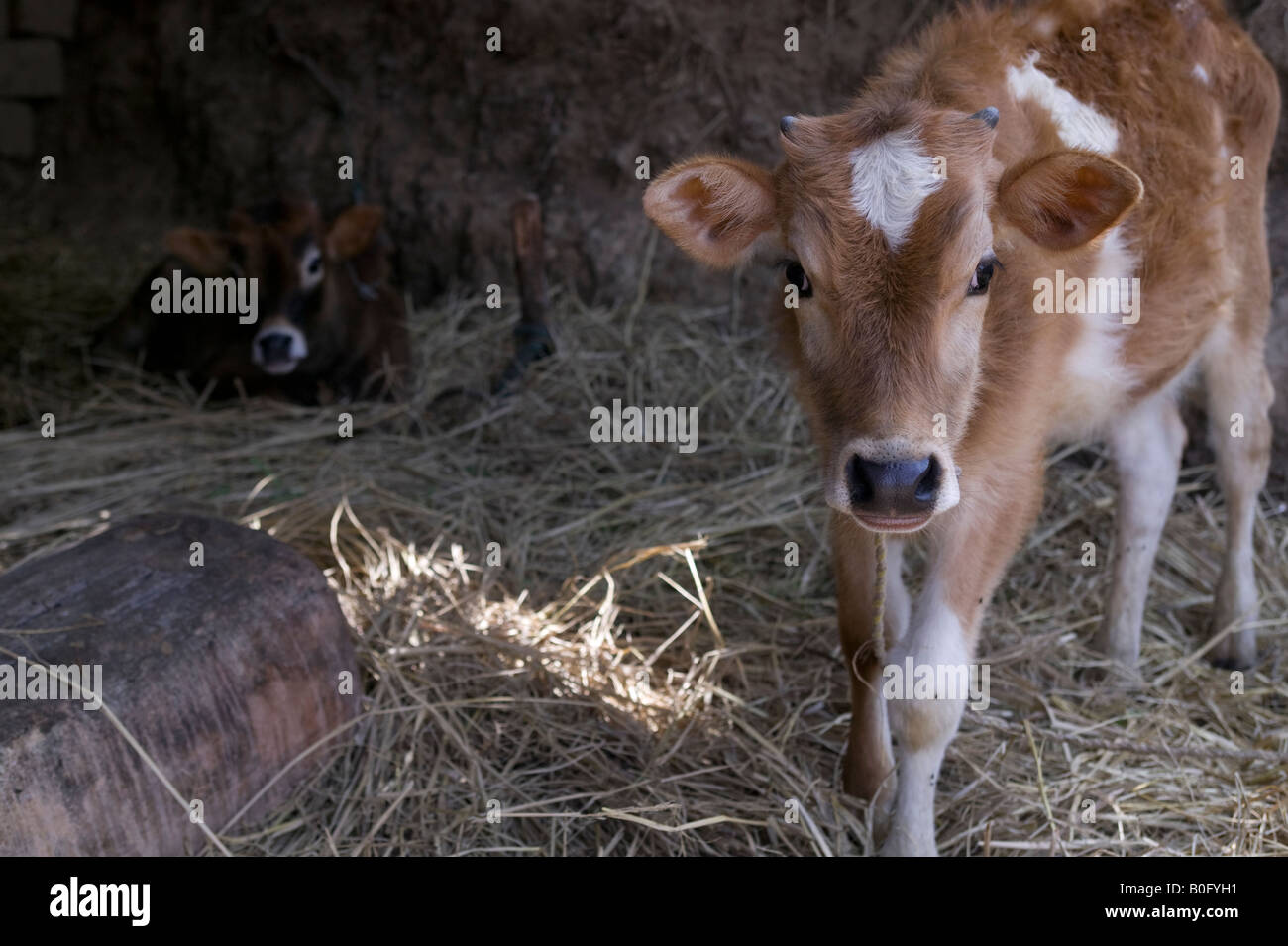 A calf in the barn in Bhutan Stock Photo - Alamy