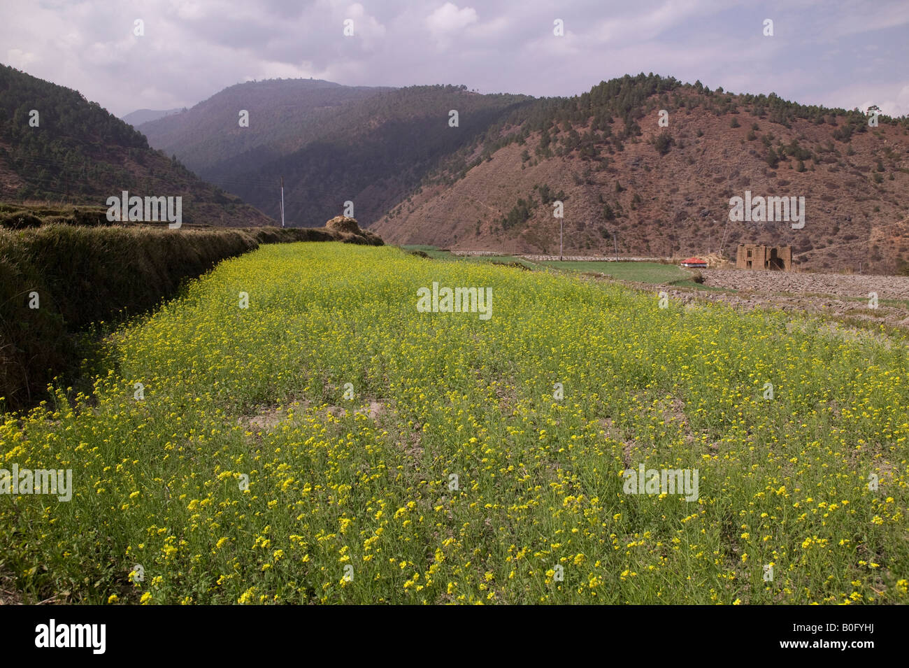 field flowers wild yellow Himalayan Mountains valley Stock Photo - Alamy