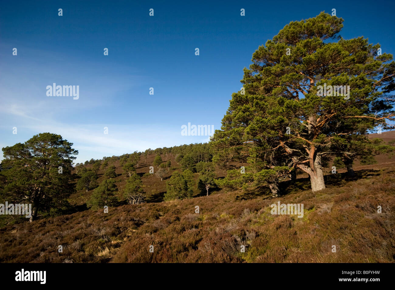 Native Pinewood, Invereshie and Inshriach National Nature Reserve Stock ...