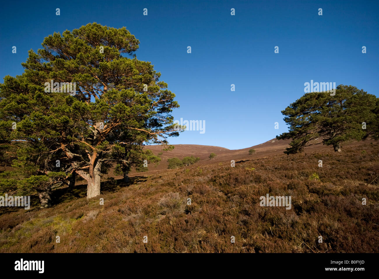 Native Pinewood, Invereshie and Inshriach National Nature Reserve Stock ...