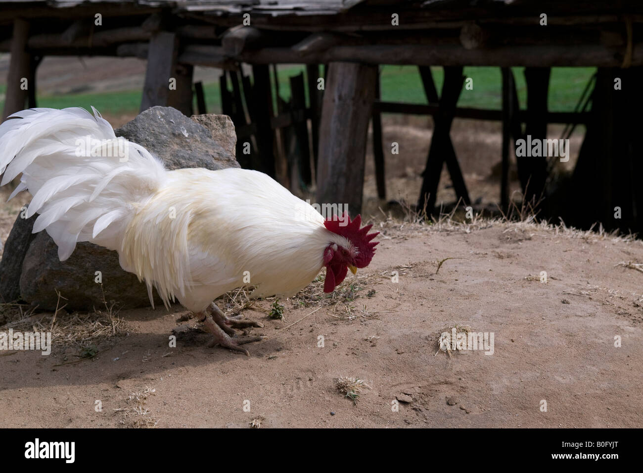 A chicken pecking on the ground Stock Photo - Alamy
