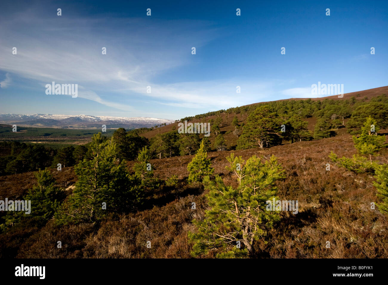 Native Pinewood, Invereshie and Inshriach National Nature Reserve Stock ...