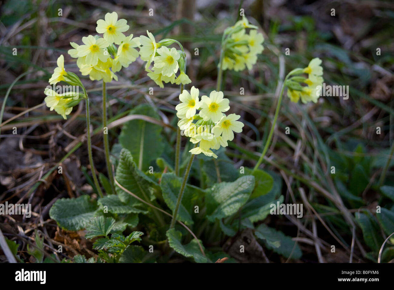 Primula veris primulaceae hi-res stock photography and images - Alamy