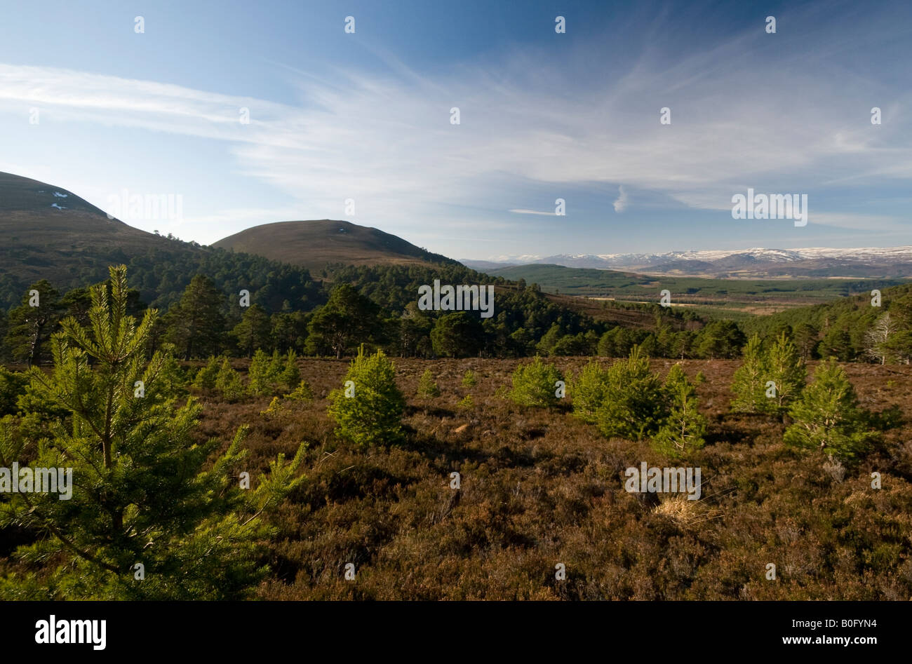 Native Pinewood, Invereshie and Inshriach National Nature Reserve Stock ...