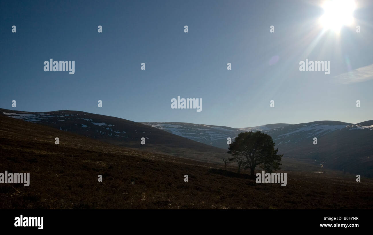 Native Pinewood, Invereshie and Inshriach National Nature Reserve Stock ...