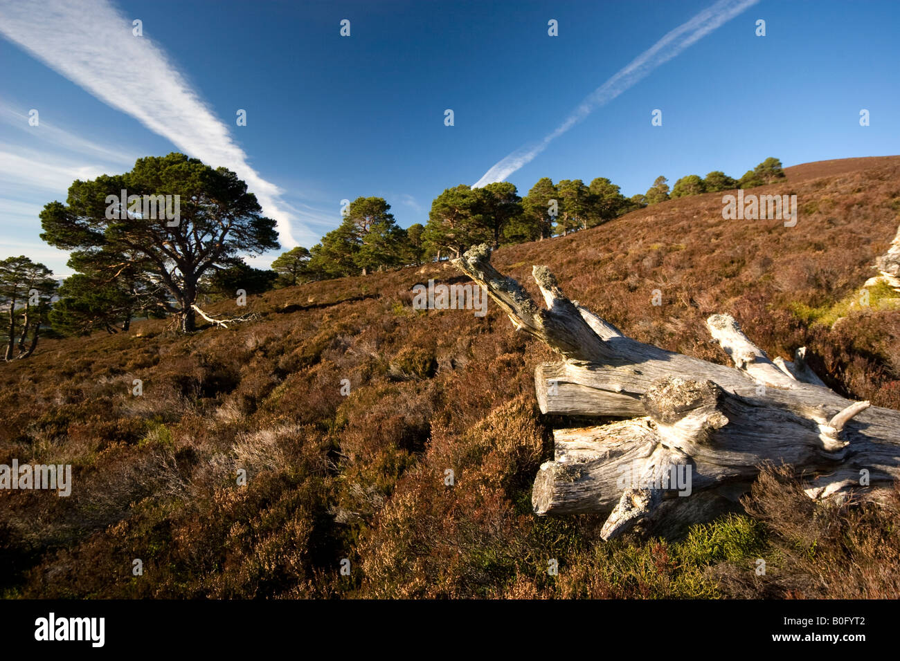 Native Pinewood, Invereshie and Inshriach National Nature Reserve Stock ...