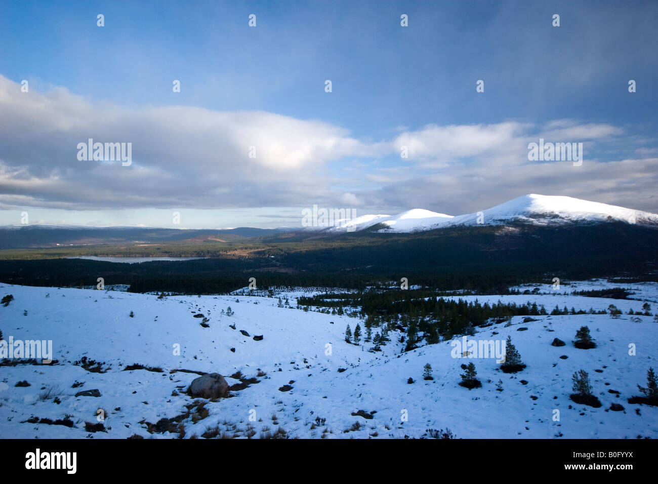 Glenmore forest Cairngorms national park Stock Photo - Alamy