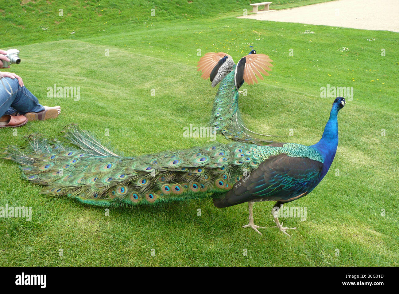 Male Indian Blue Peacocks, one with it's wings out Stock Photo - Alamy
