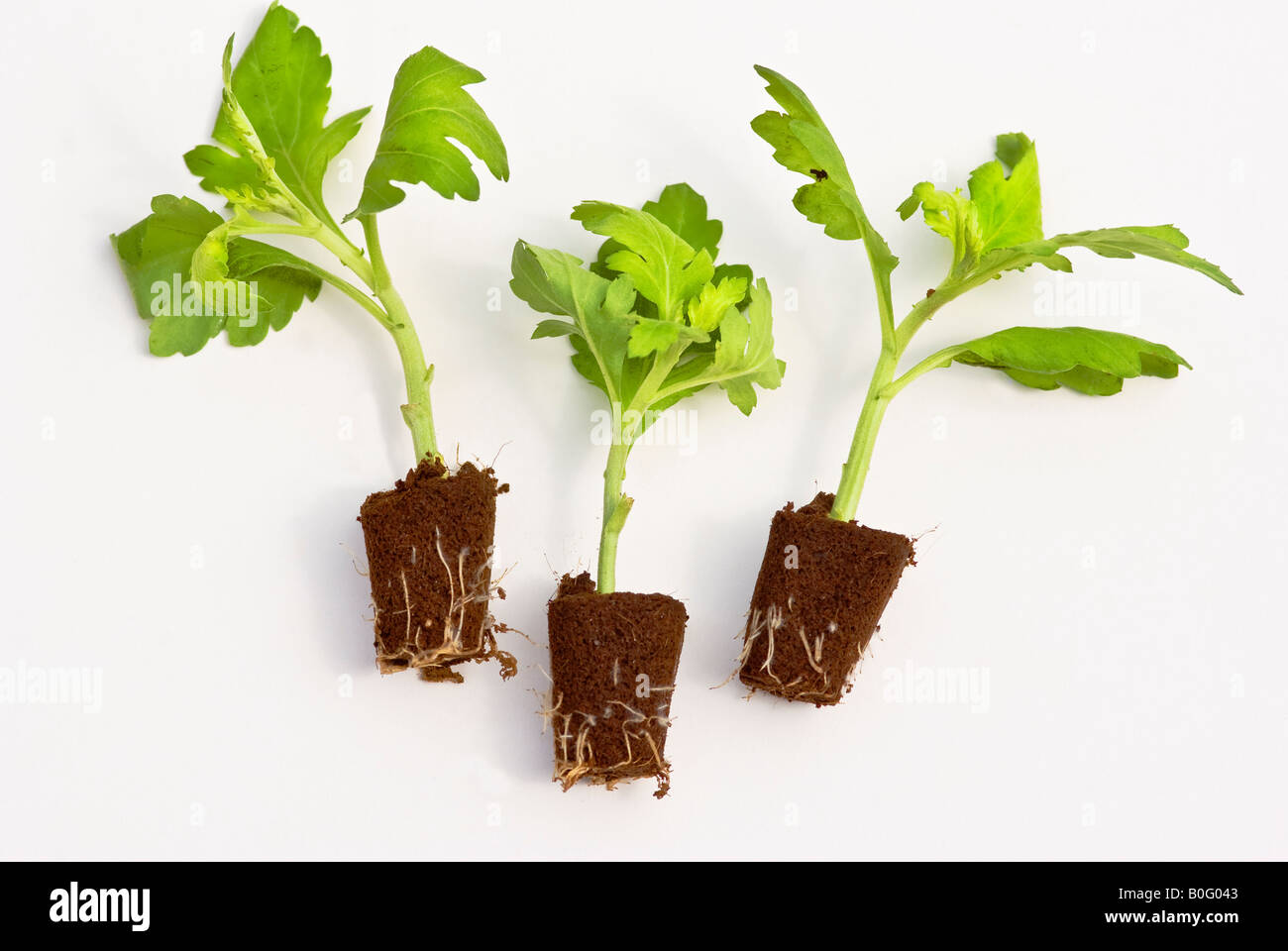 Plug plants hi-res stock photography and images - Alamy
