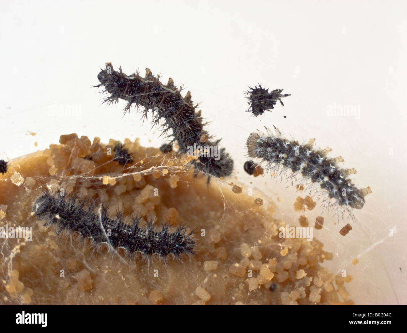 Larvae insects hi-res stock photography and images - Alamy