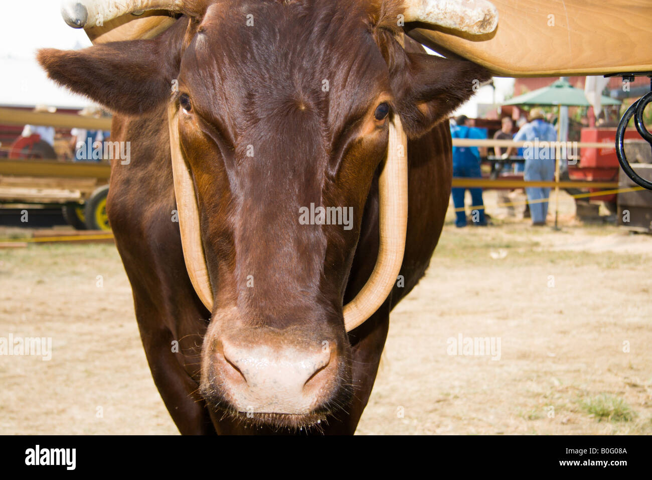 Bull eyes hi-res stock photography and images - Alamy