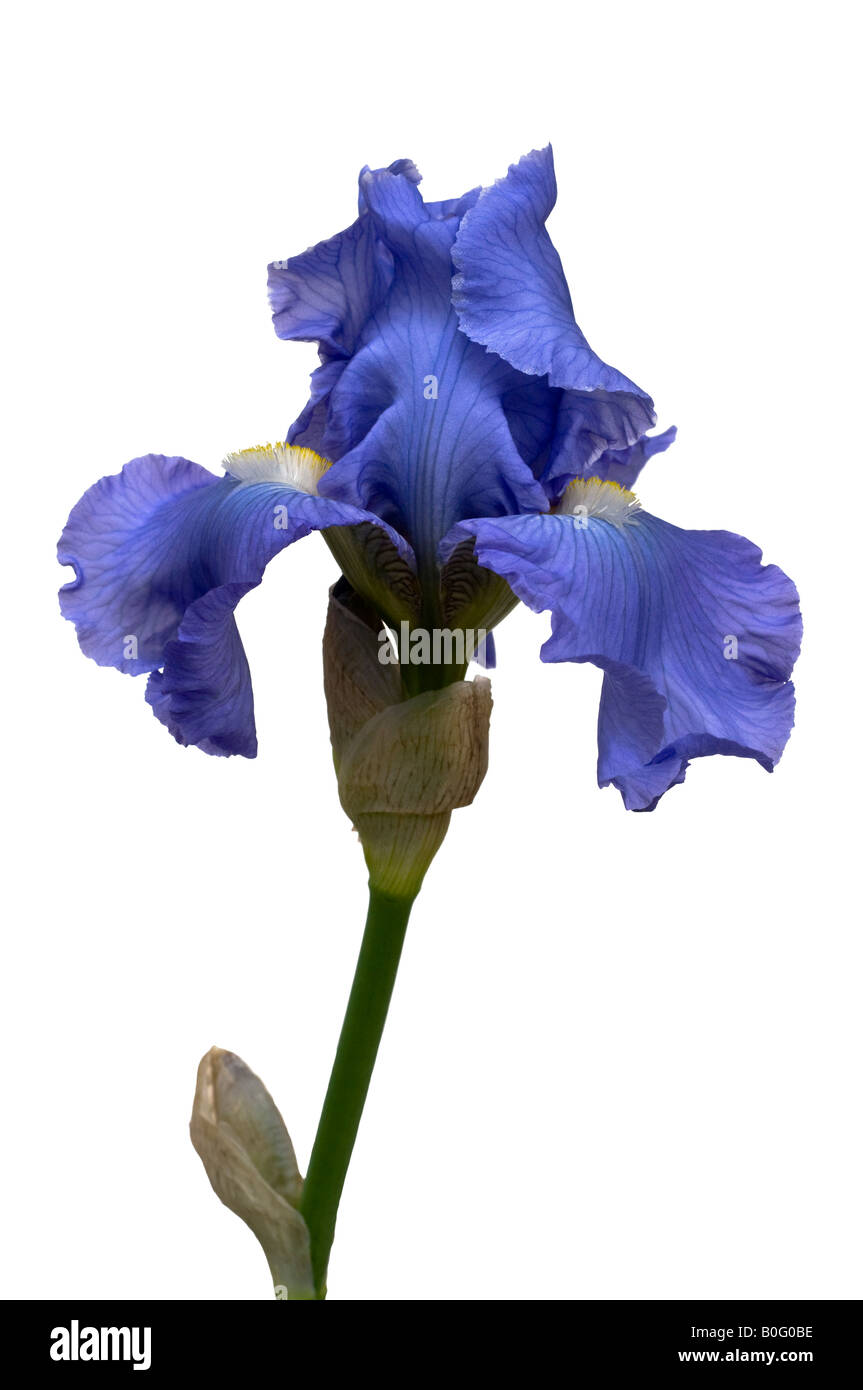 French Iris