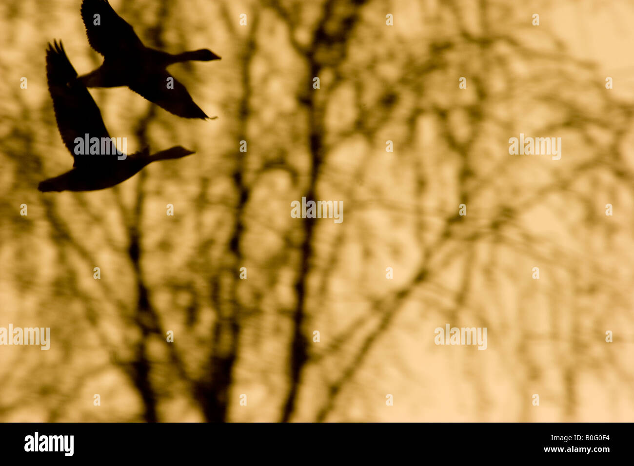 Greylag geese against birch trees Stock Photo - Alamy