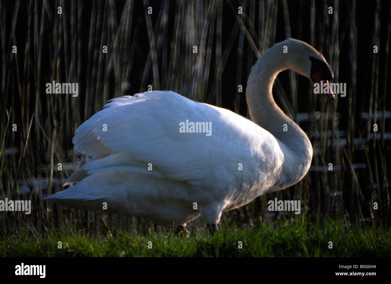Swan backlit feathers hi-res stock photography and images - Alamy