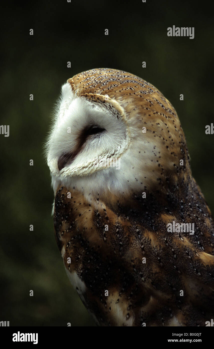 Crepuscular birds hi-res stock photography and images - Alamy
