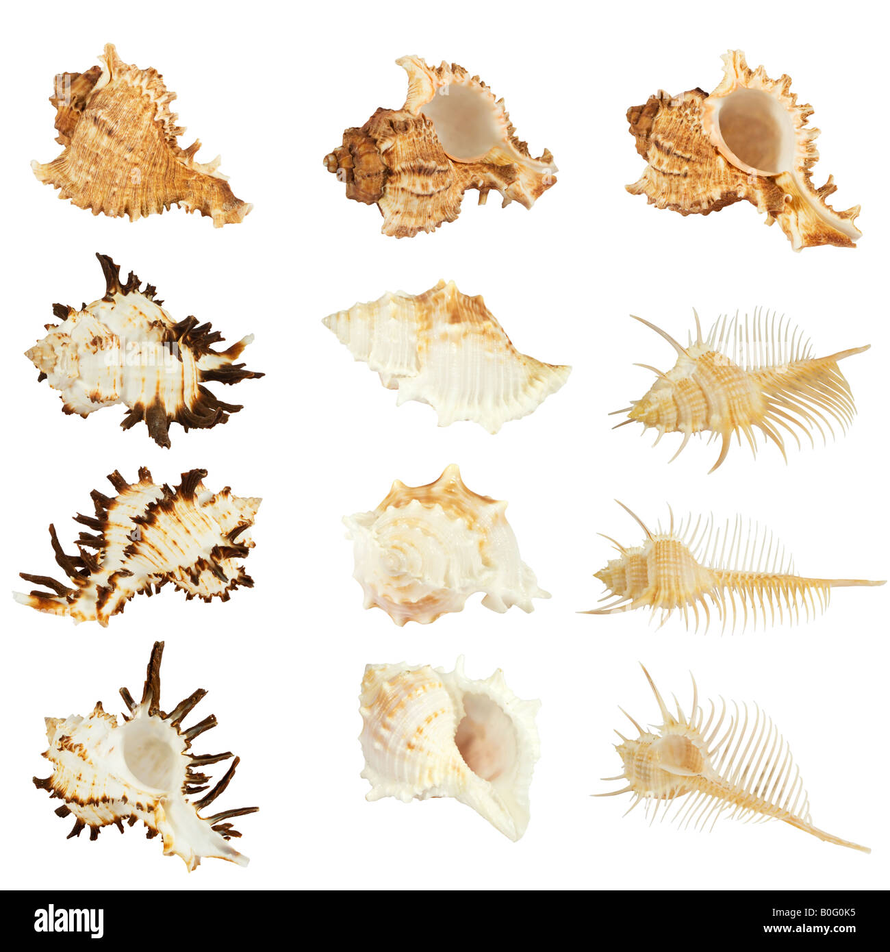 Whelk seashells hi-res stock photography and images - Alamy