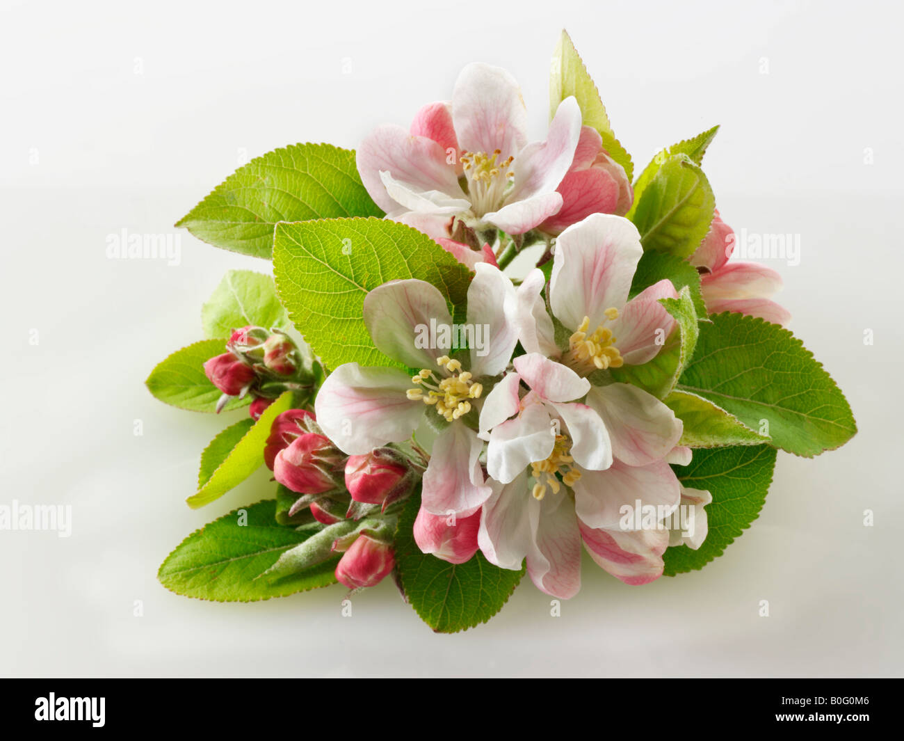 Apple blossom against a white background for cut out Stock Photo - Alamy