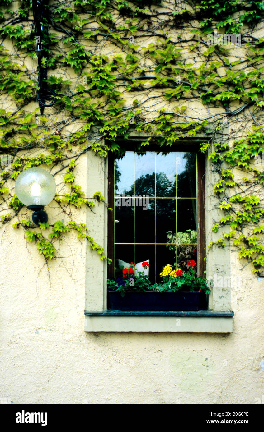 Window surrounded by creeper vine flowering plant green leaves foliage ...