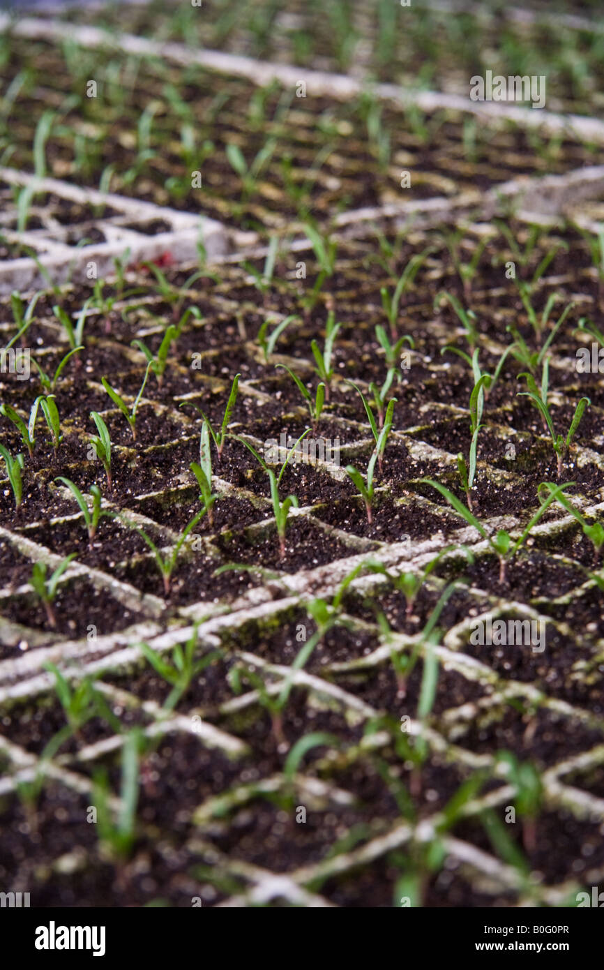 Seed starting trays hi-res stock photography and images - Alamy
