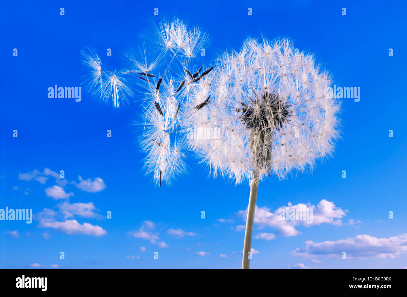Dandelion clock hi-res stock photography and images - Alamy
