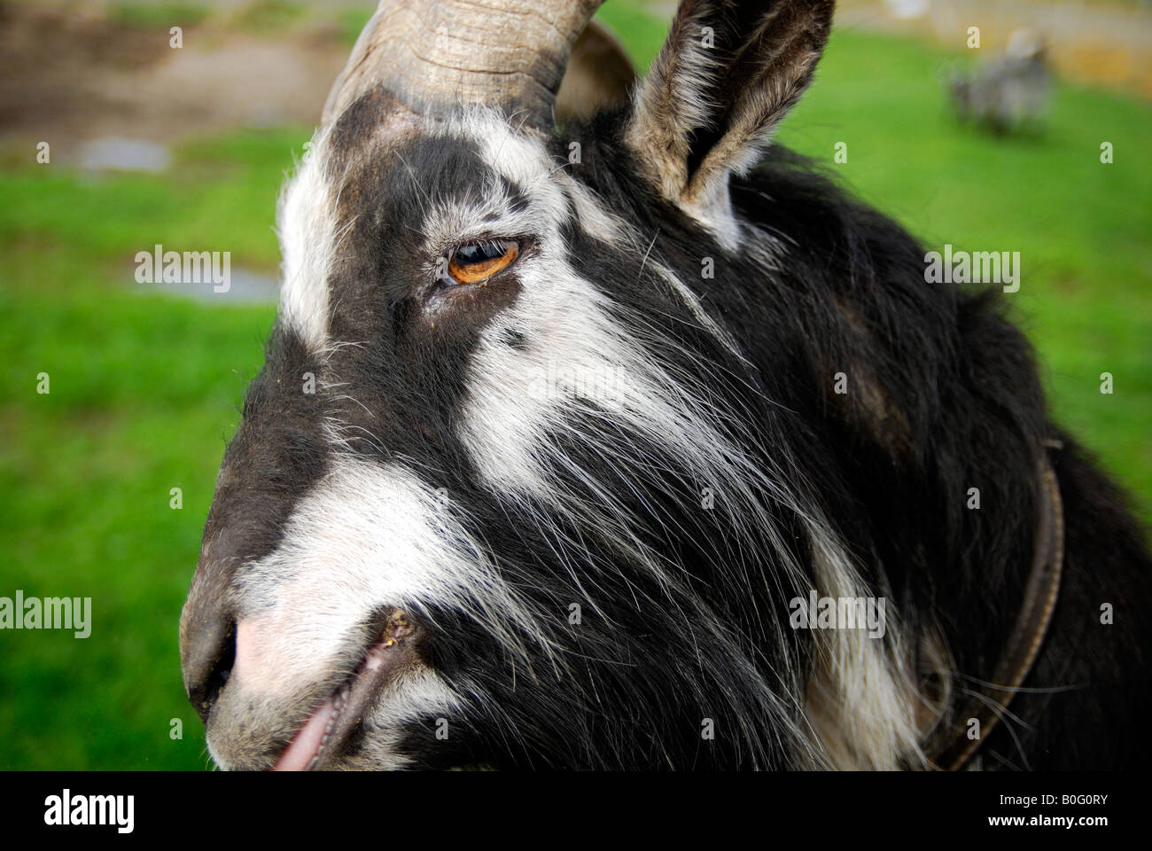 Common Goat High Resolution Stock Photography and Images - Alamy