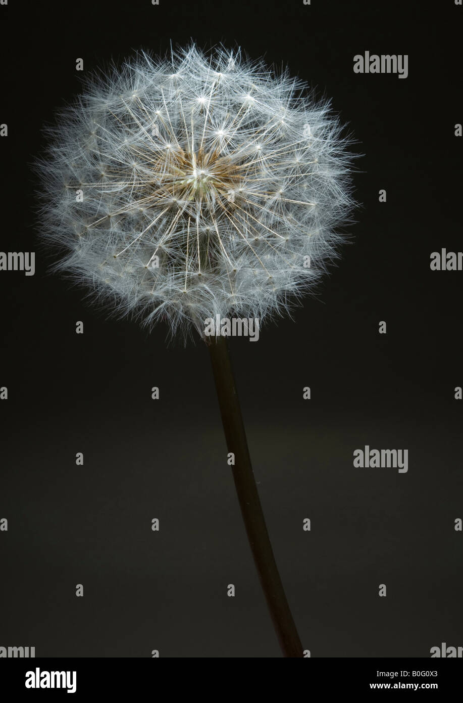 Lovetann hi-res stock photography and images - Alamy