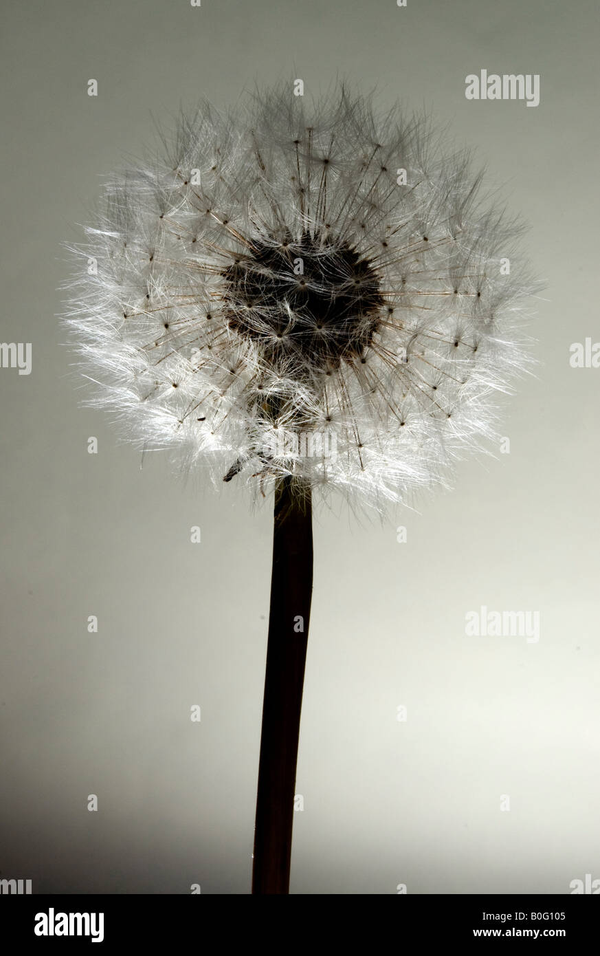 Dandylion Clock High Resolution Stock Photography and Images - Alamy