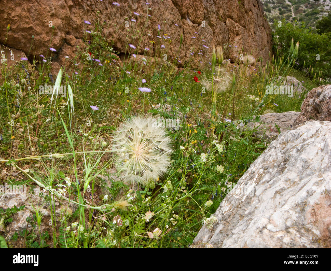 dandelion and wild flowers at the stadium, Delphi, Greece Stock Photo ...