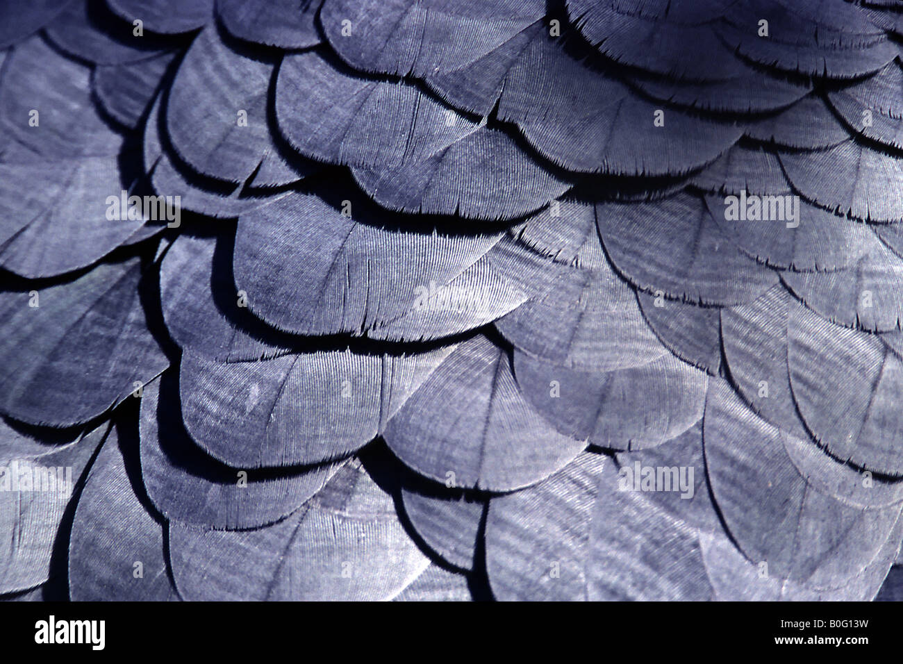 Practicing bird photography in zoos hi-res stock photography and images ...