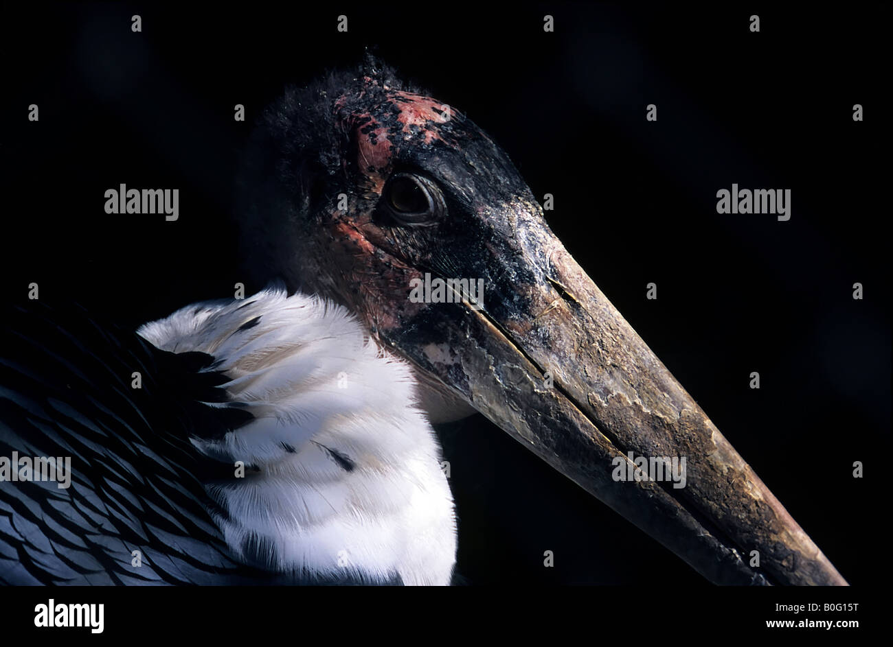 Undertaker bird hi-res stock photography and images - Alamy