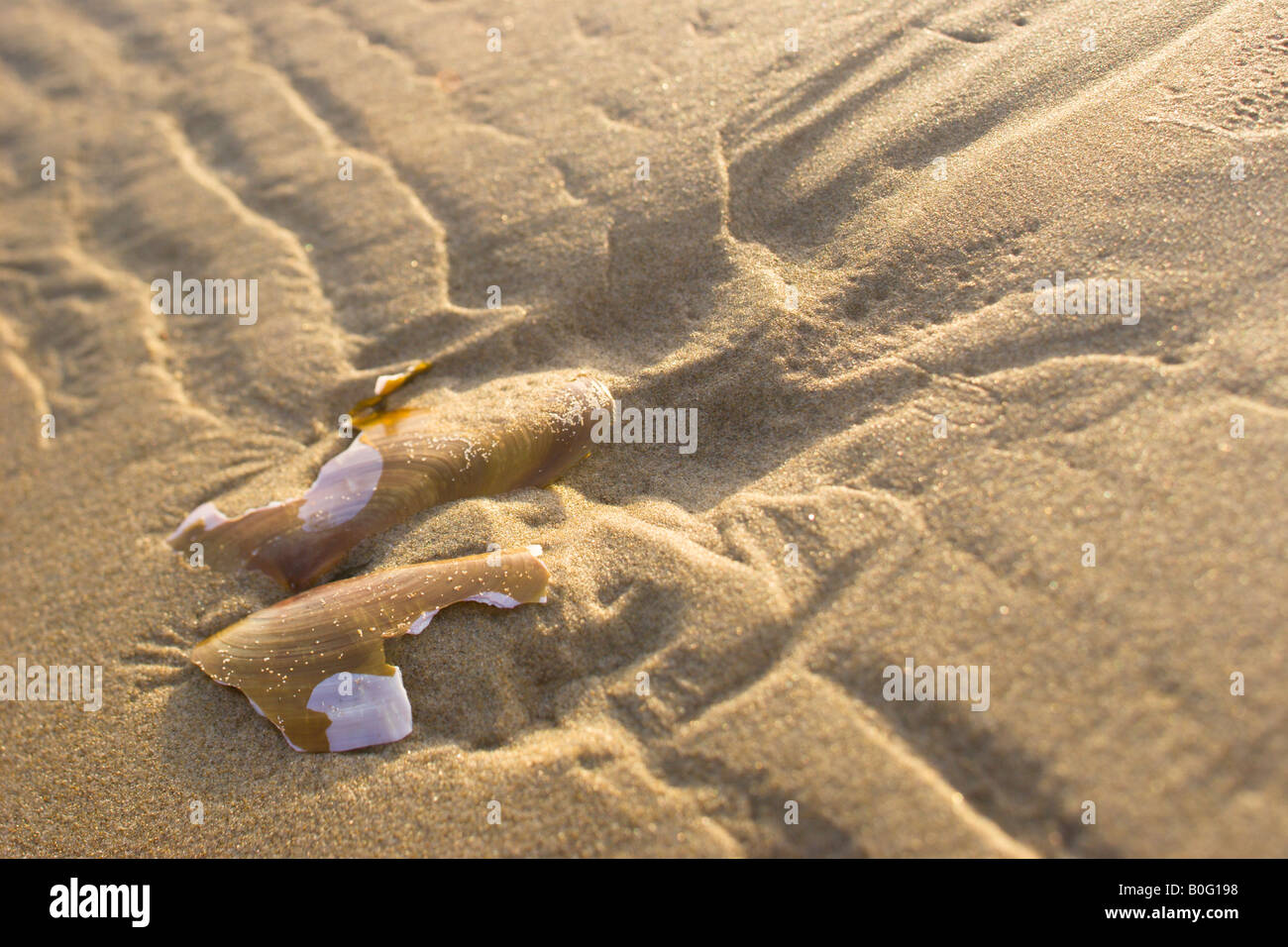 Abalone shell america hi-res stock photography and images - Alamy