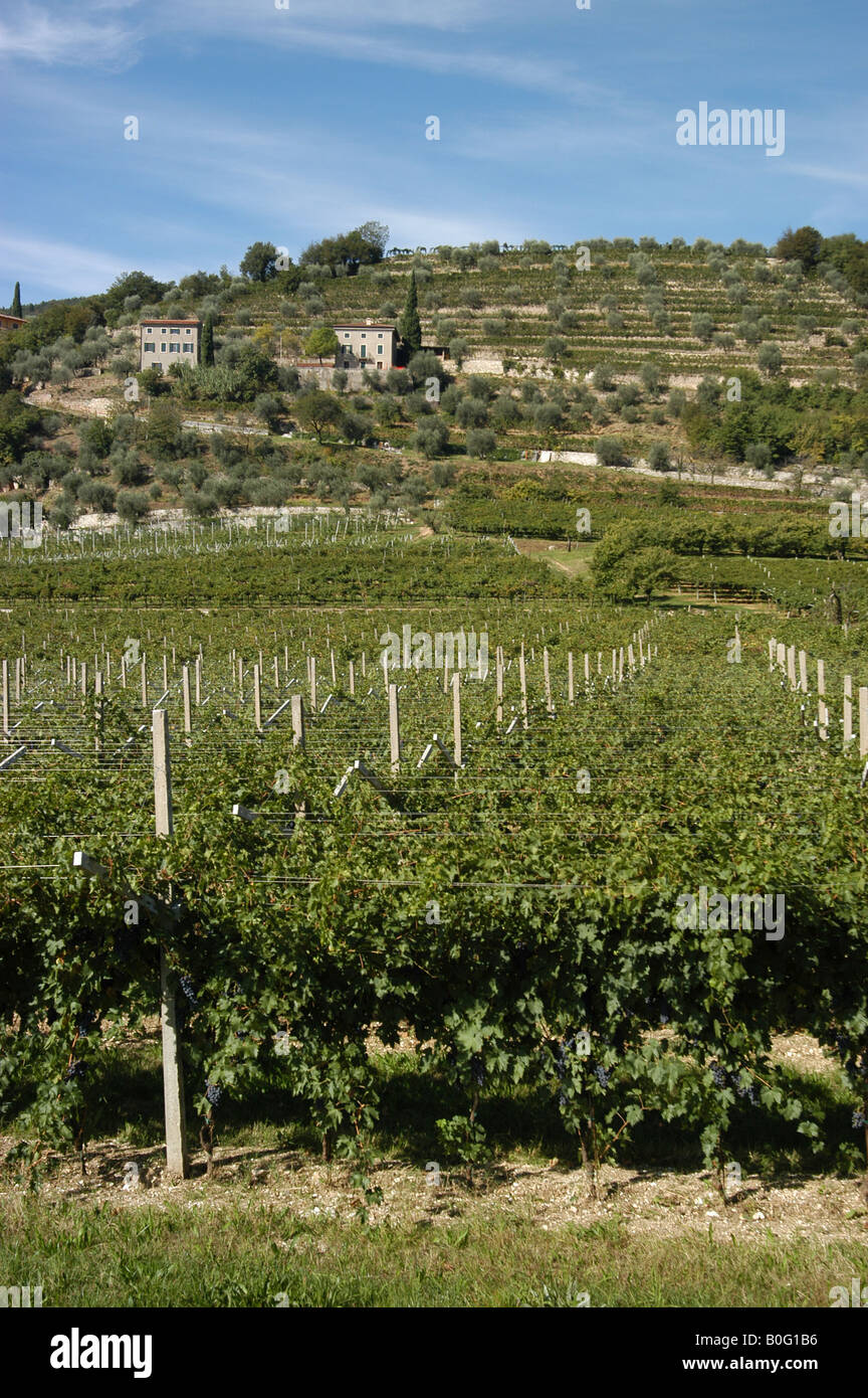 Agricoltura vigna vigneti vigne hi-res stock photography and images - Alamy