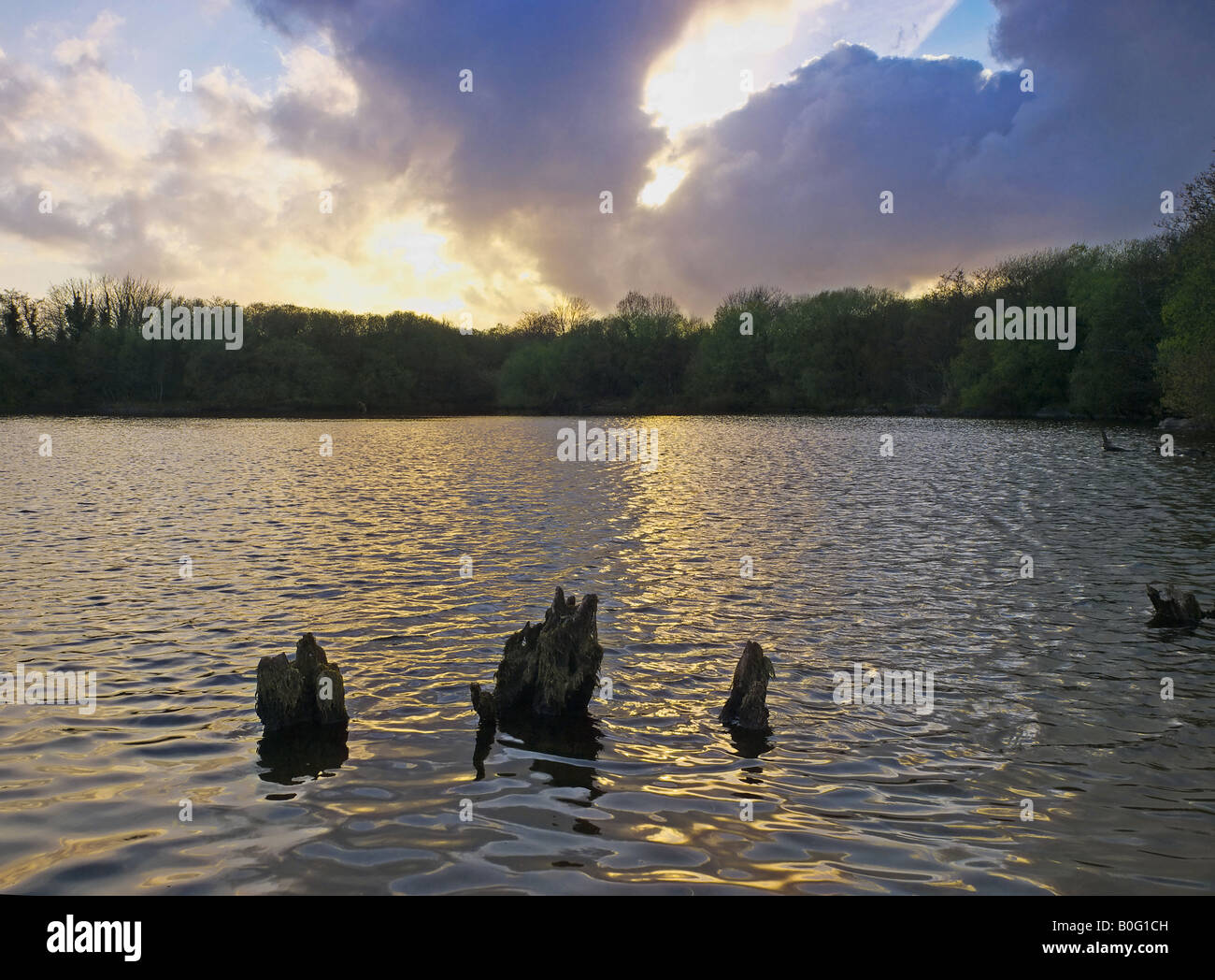 sunset at The Gearagh Co Cork Ireland showing perished tree stumps in ...