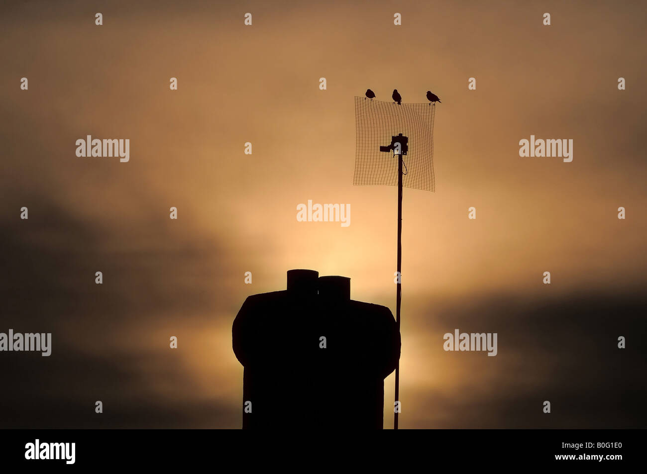 three crows sit on tv mast at sunset in Youghal Co Cork Ireland Stock ...