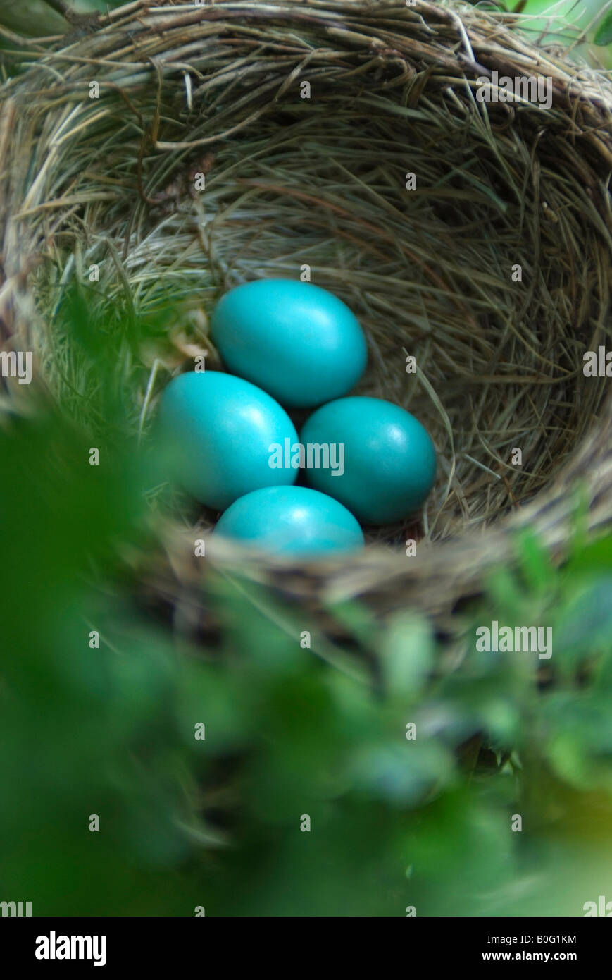 Bluebird eggs hi-res stock photography and images - Alamy