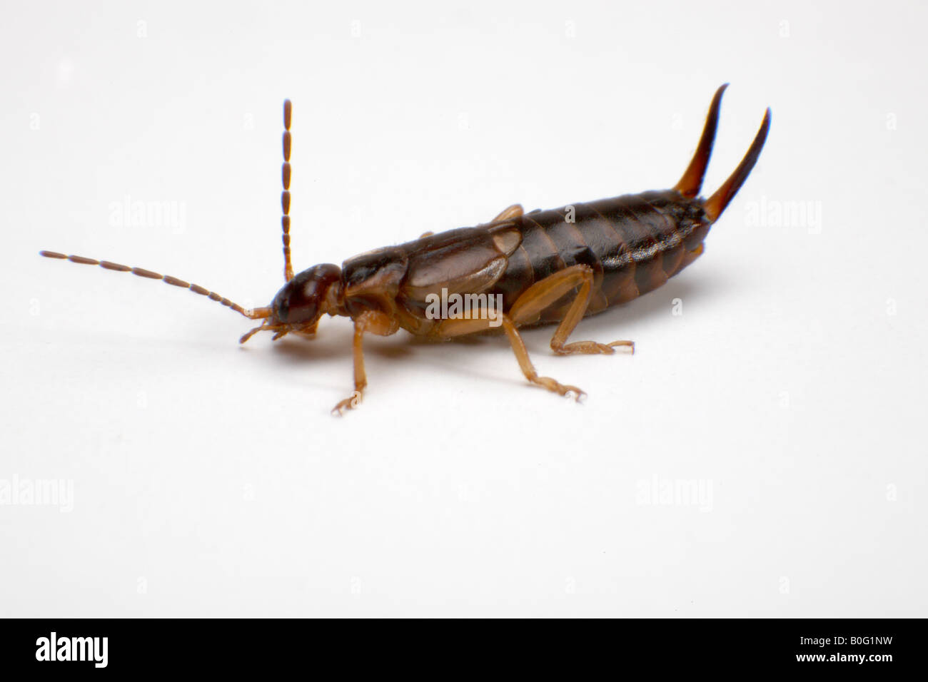 Earwig hi-res stock photography and images - Alamy