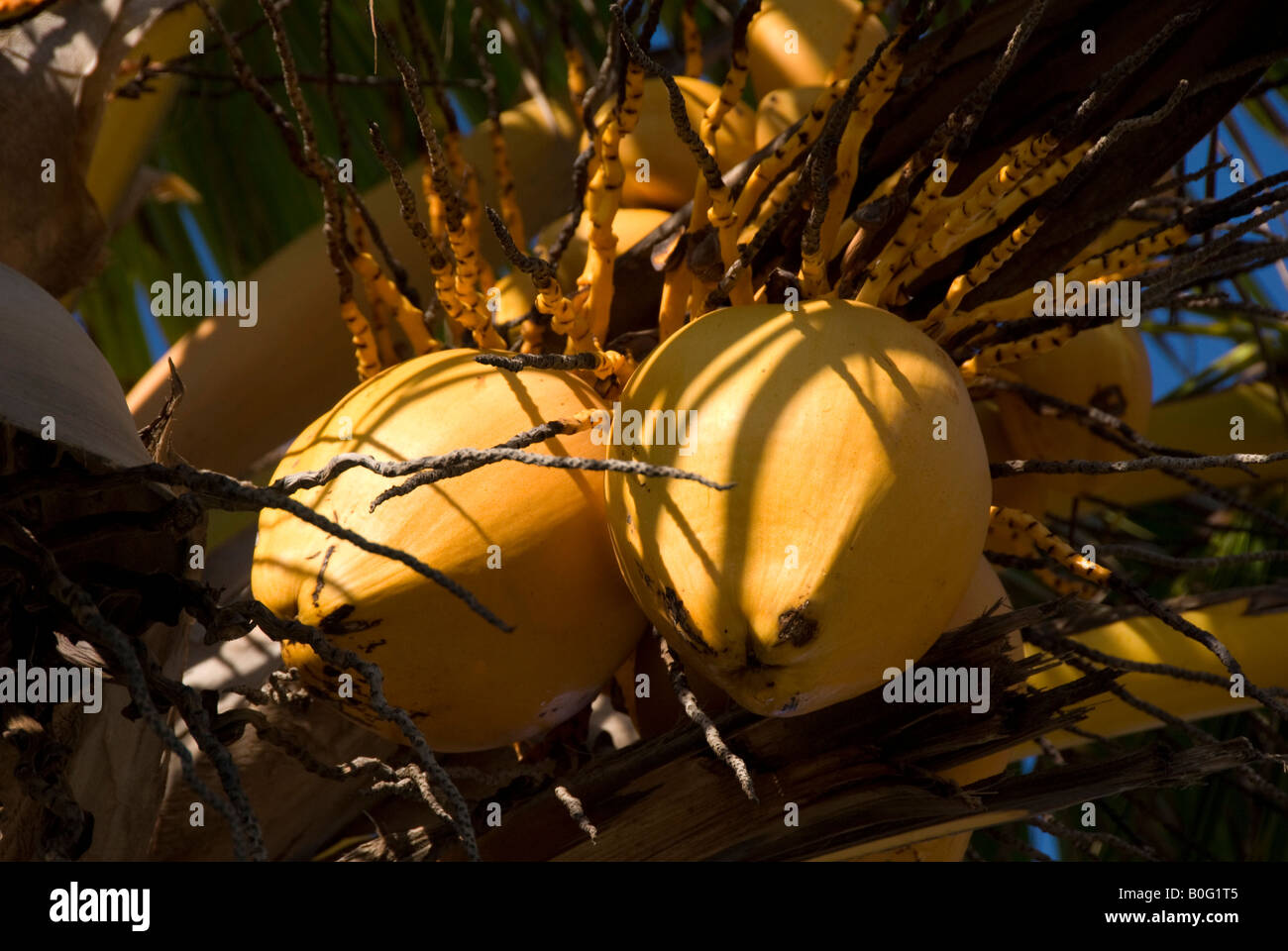 coconut palm, Cuba Stock Photo - Alamy