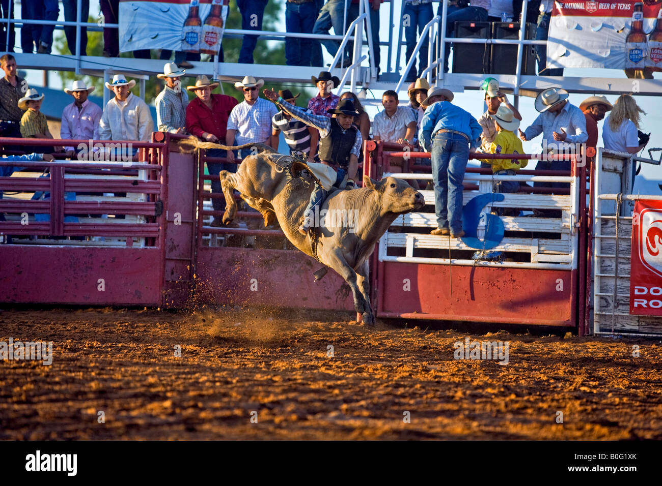 Rodeo bull ride after leaving the chute Stock Photo - Alamy