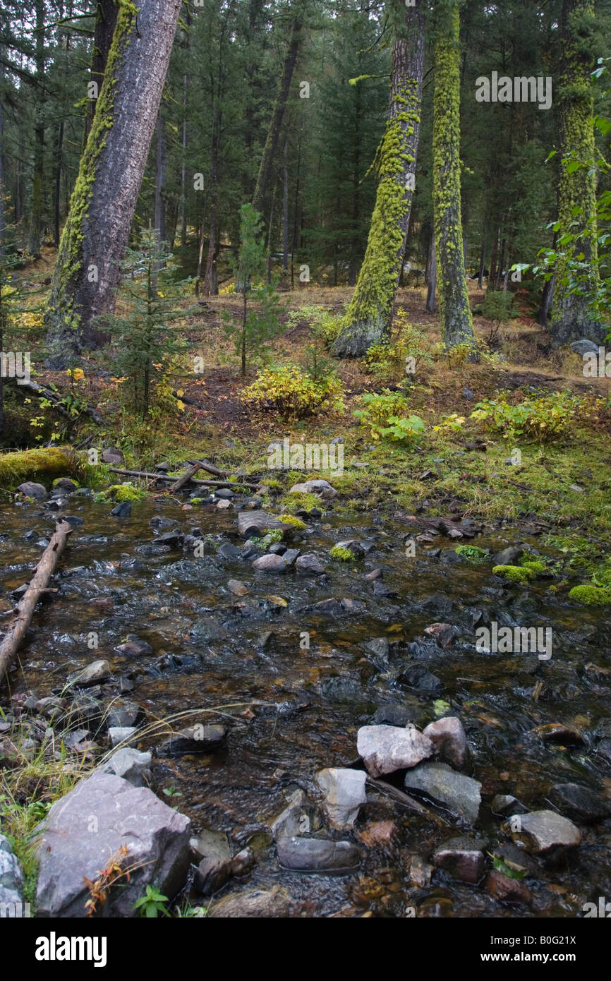 Small creek in forest near hi-res stock photography and images - Alamy