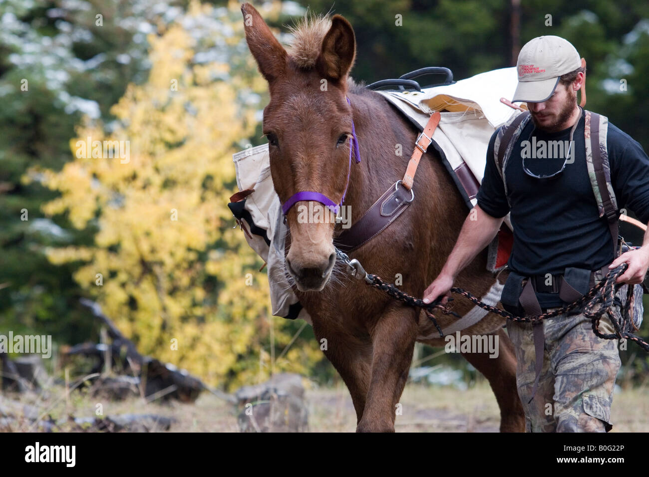 Packing into elk hunting camp with mule during fall colors. MR Stock ...