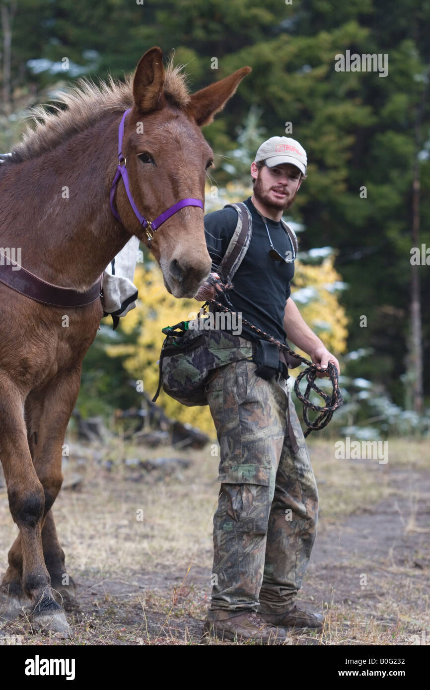 Packing into elk hunting camp with mule during fall colors. MR Stock ...