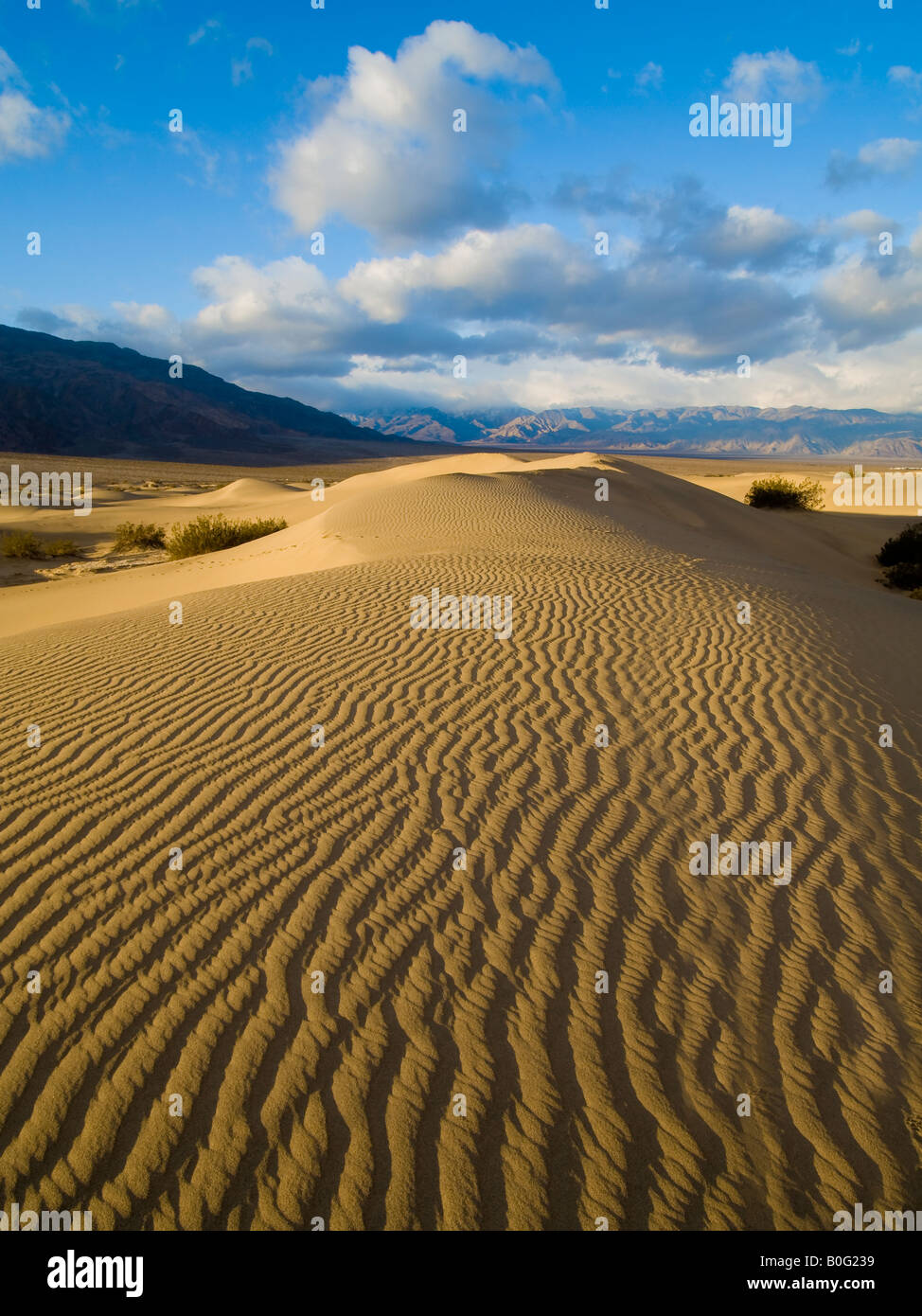 Stovepipe Wells Sand Dunes Death Valley National Park California USA ...