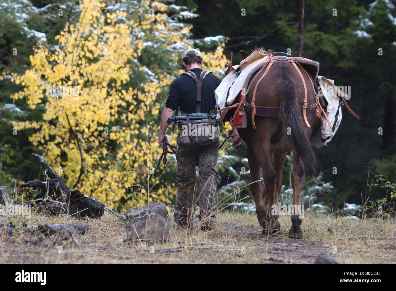 Packing elk hunting camp mule hi-res stock photography and images - Alamy
